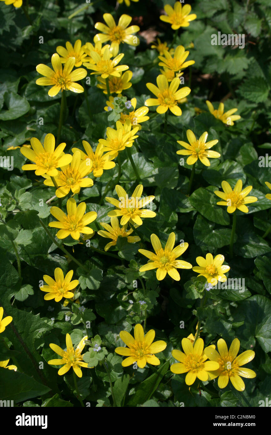 Lesser Celandine Ranunculus ficaria At The Spinnies Nature Reserve ...