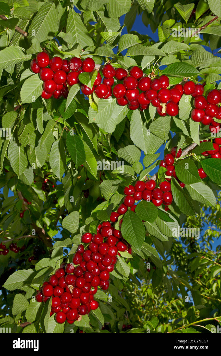 Cherry orchard new zealand hi-res stock photography and images - Alamy