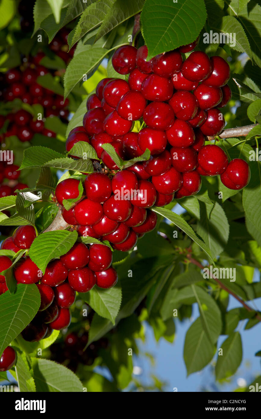 Cherry trees new zealand hi-res stock photography and images - Alamy