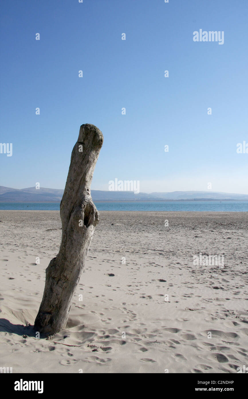 Driftwood beach wales welsh hi-res stock photography and images - Alamy