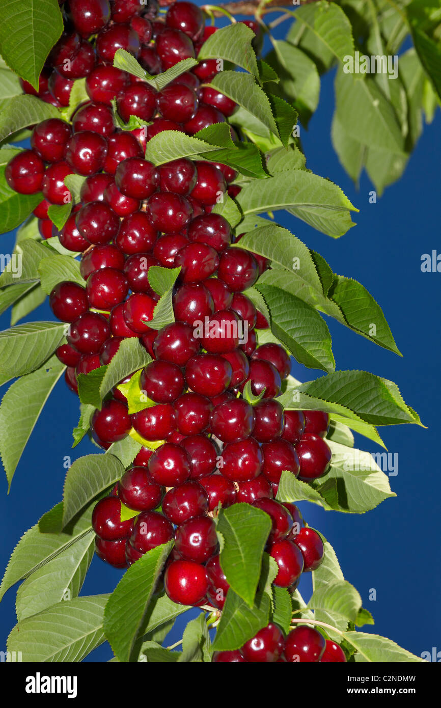 Cherry Orchard A Cherry Orchard, Three Sisters And A Summer Romance: