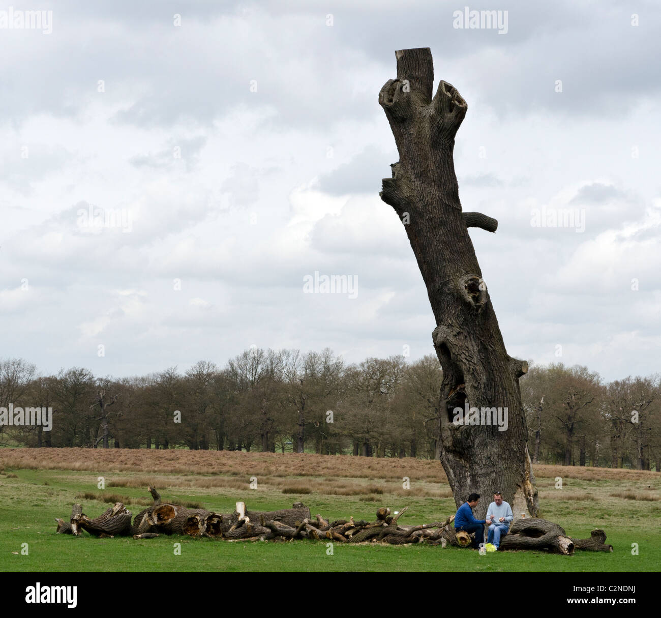 English people having a rest by a tree in Richmond Park, London ...