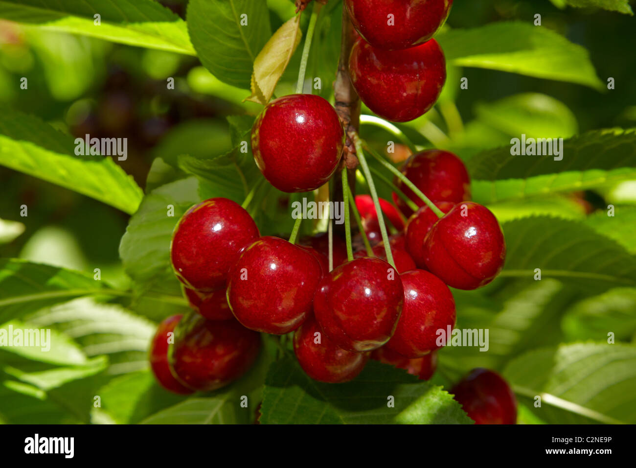 Cherry orchard new zealand hi-res stock photography and images - Alamy