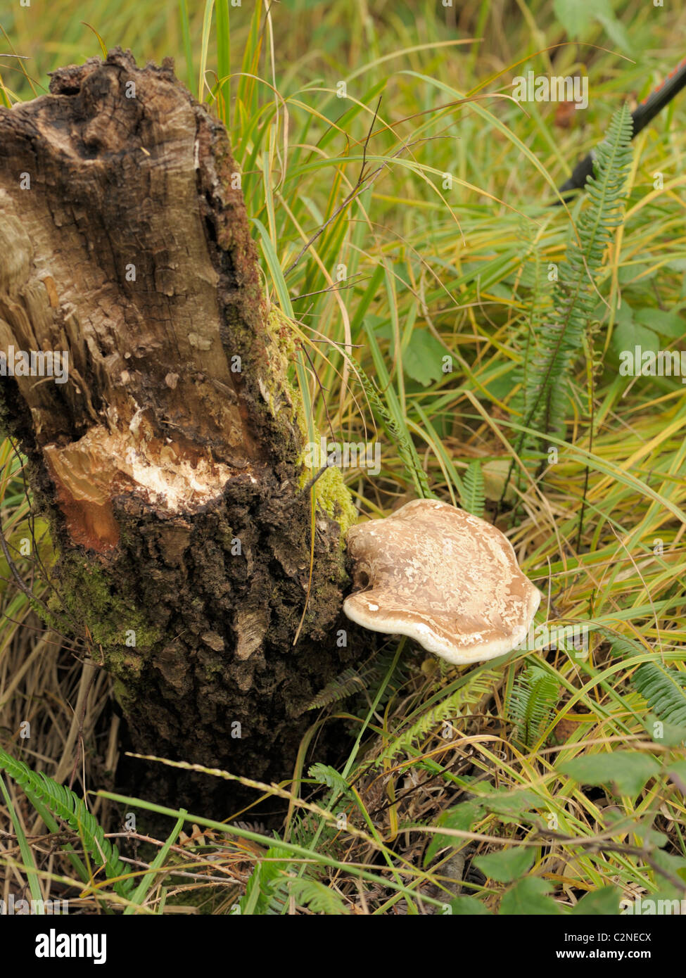 Birch Polypore or Razorstrop Fungus, Piptoporus betulinus Stock Photo ...