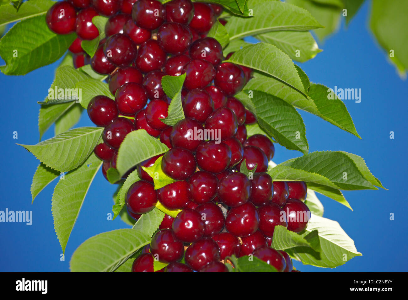 Cherry orchard new zealand hi-res stock photography and images - Alamy