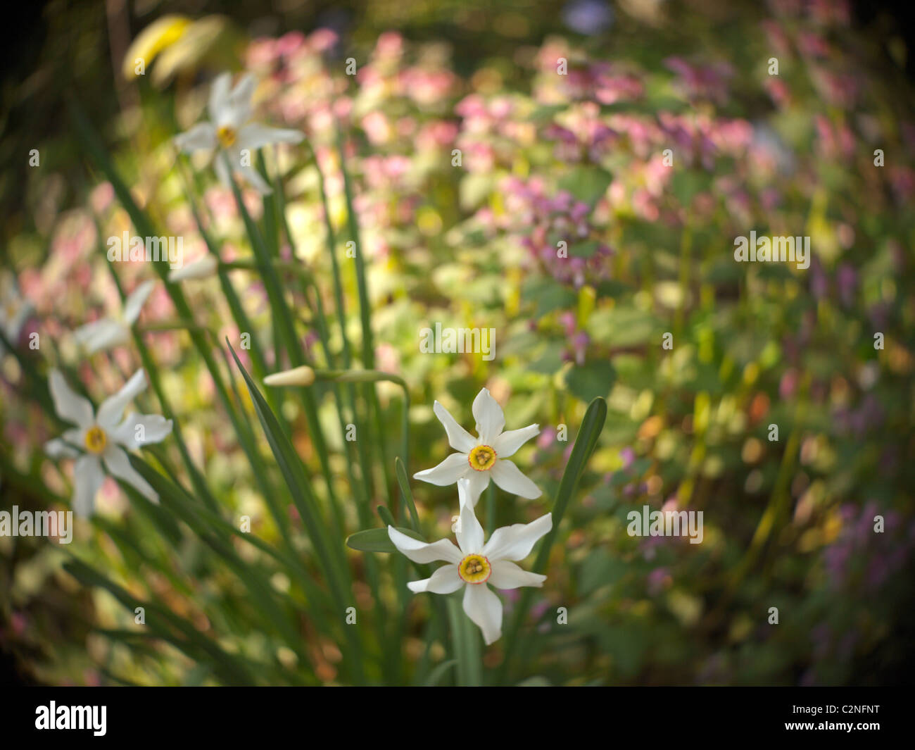 Vignette flowers hi-res stock photography and images - Alamy