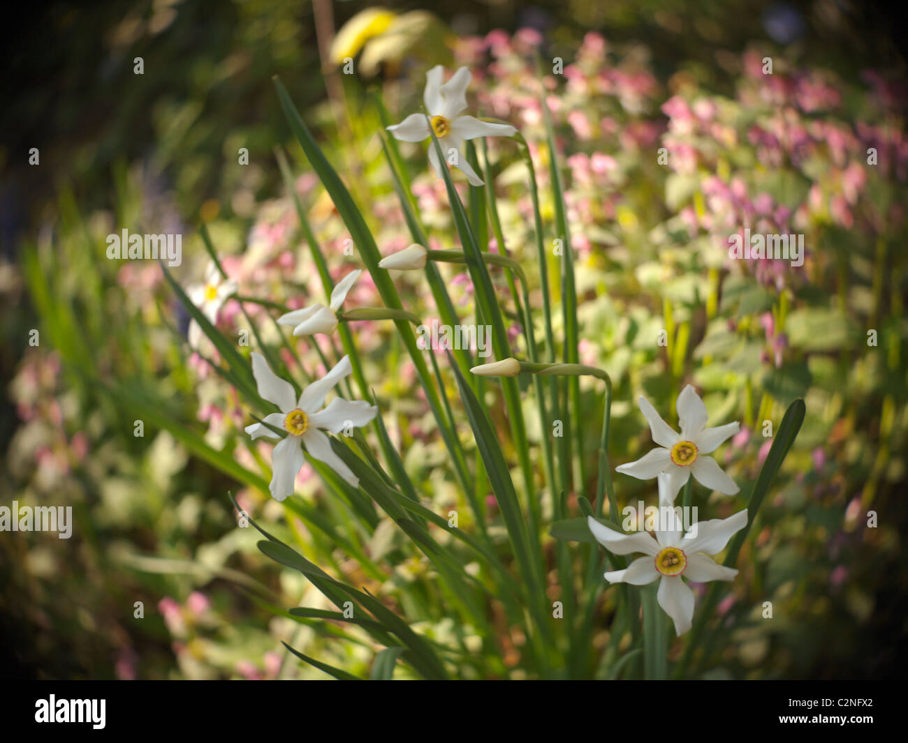 Vignette flowers hi-res stock photography and images - Alamy