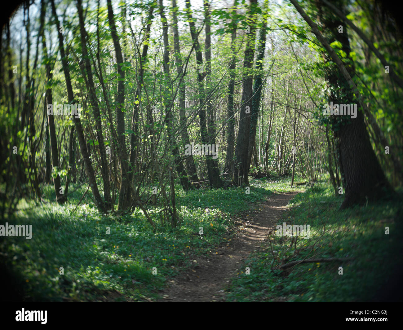 Forest trail in spring, with lens shallow DOF and vignette Stock Photo ...