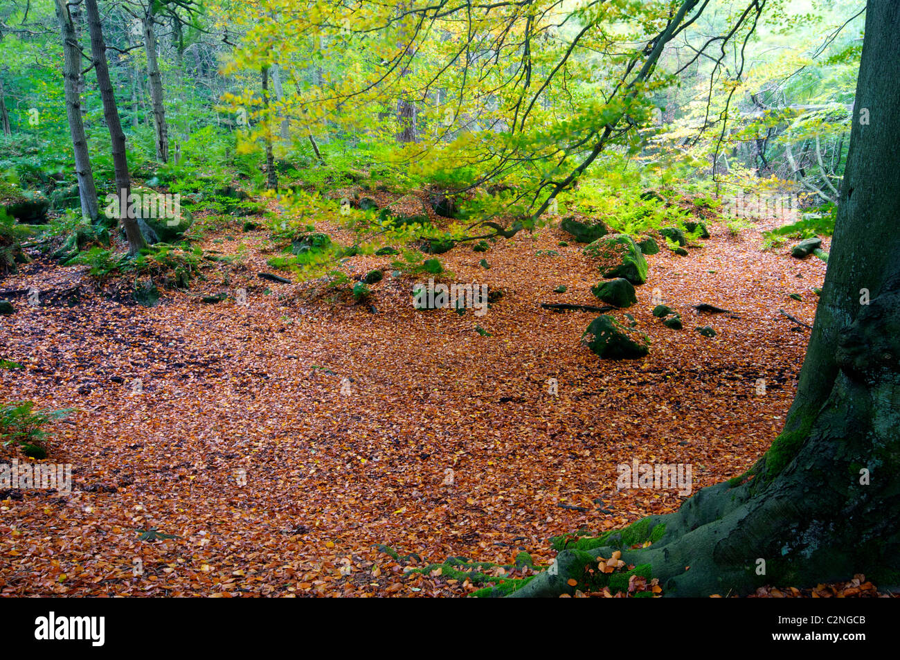 Leaves leafy forest floor hi-res stock photography and images - Alamy