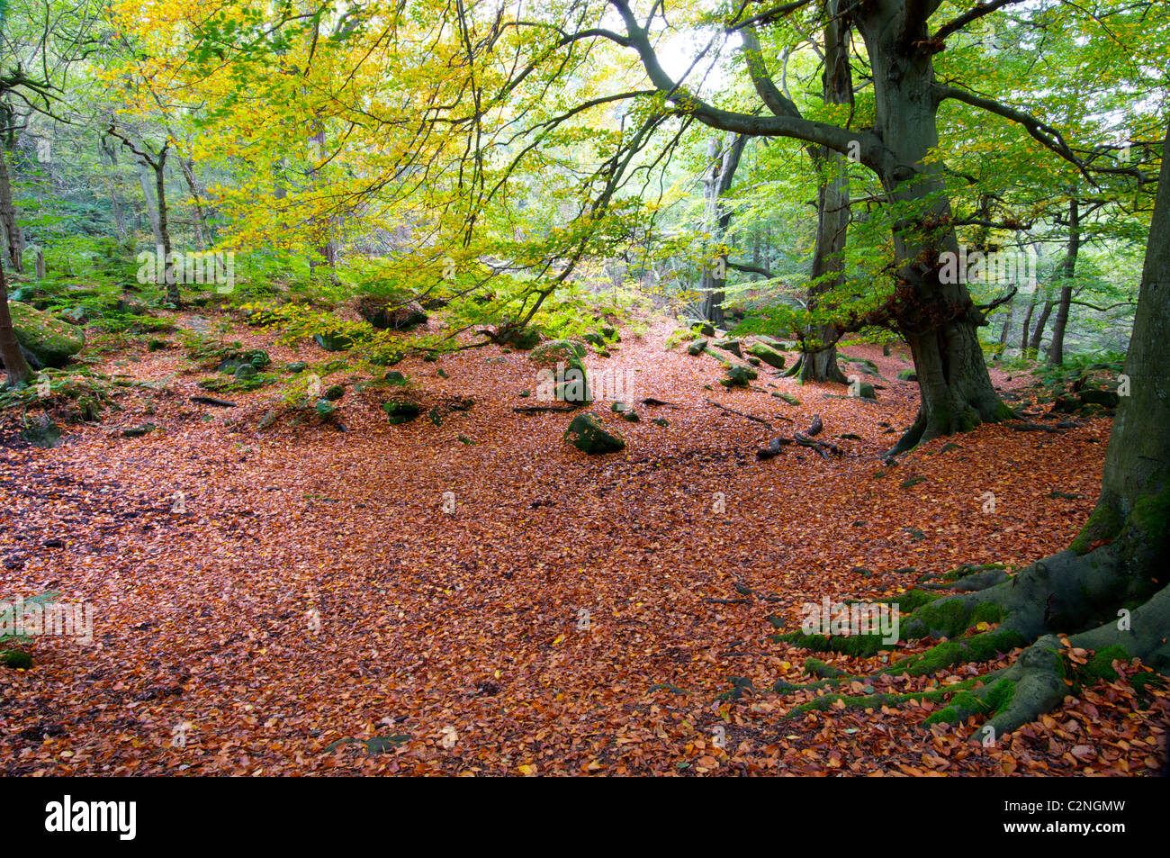 Leaves leafy forest floor hi-res stock photography and images - Alamy