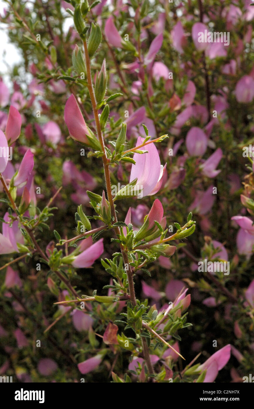 Ononis spinosa spiny restharrow hi-res stock photography and images - Alamy