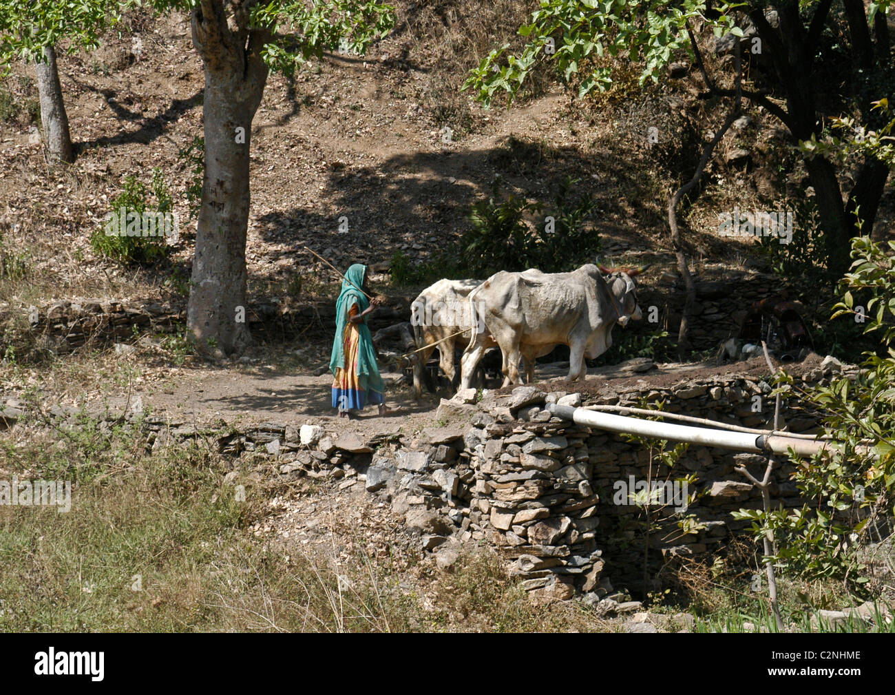 Women pushing cows to go round water well to lift fresh water from deep ...