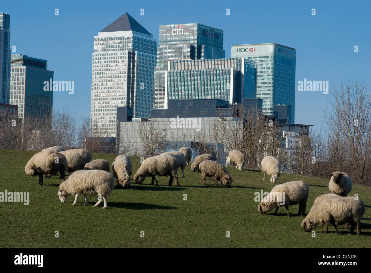 Flock of sheep at Mudchute Park and Farm, in front of Canary Wharf ...