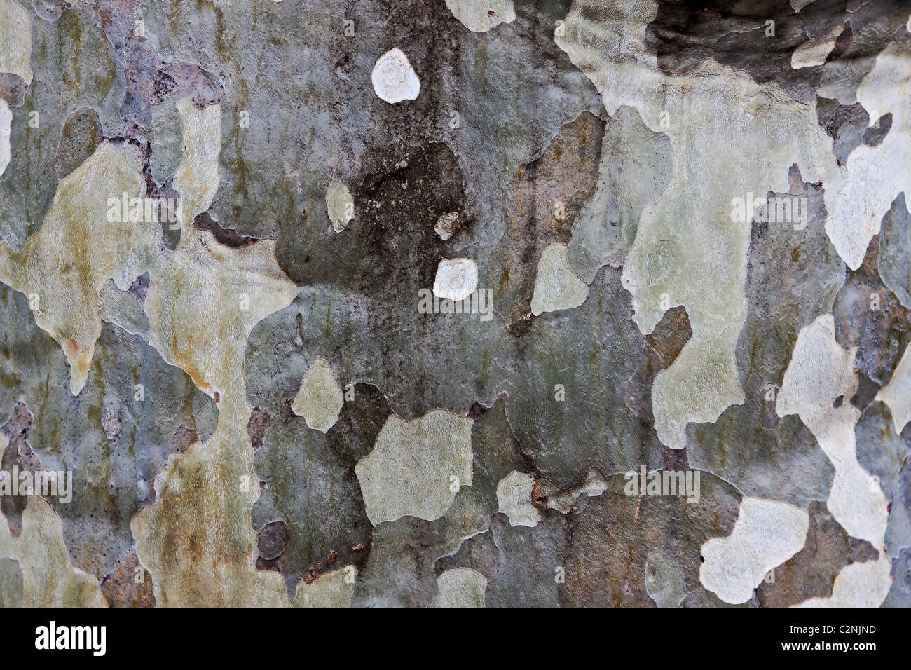 Sycamore bark detail hi-res stock photography and images - Alamy