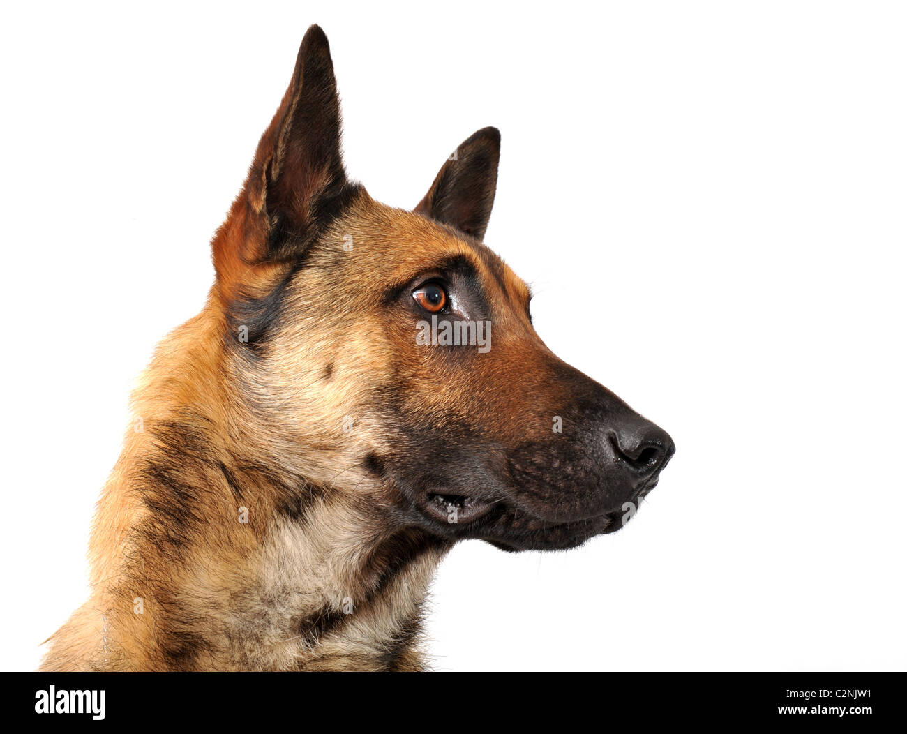 purebred belgian sheepdgog malinois on a white background Stock Photo ...