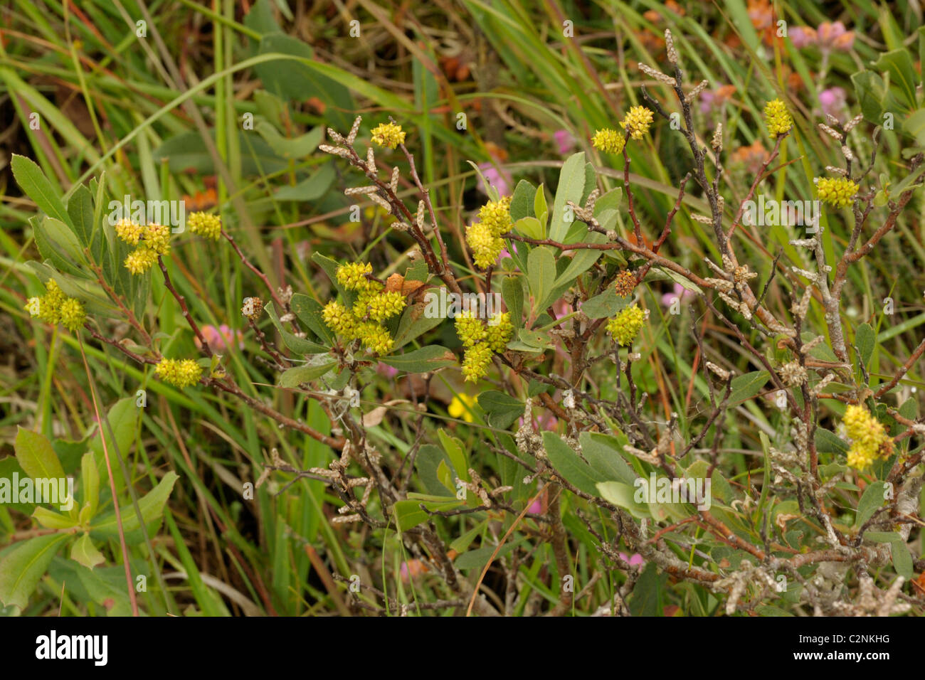 Myrica gale hi-res stock photography and images - Alamy