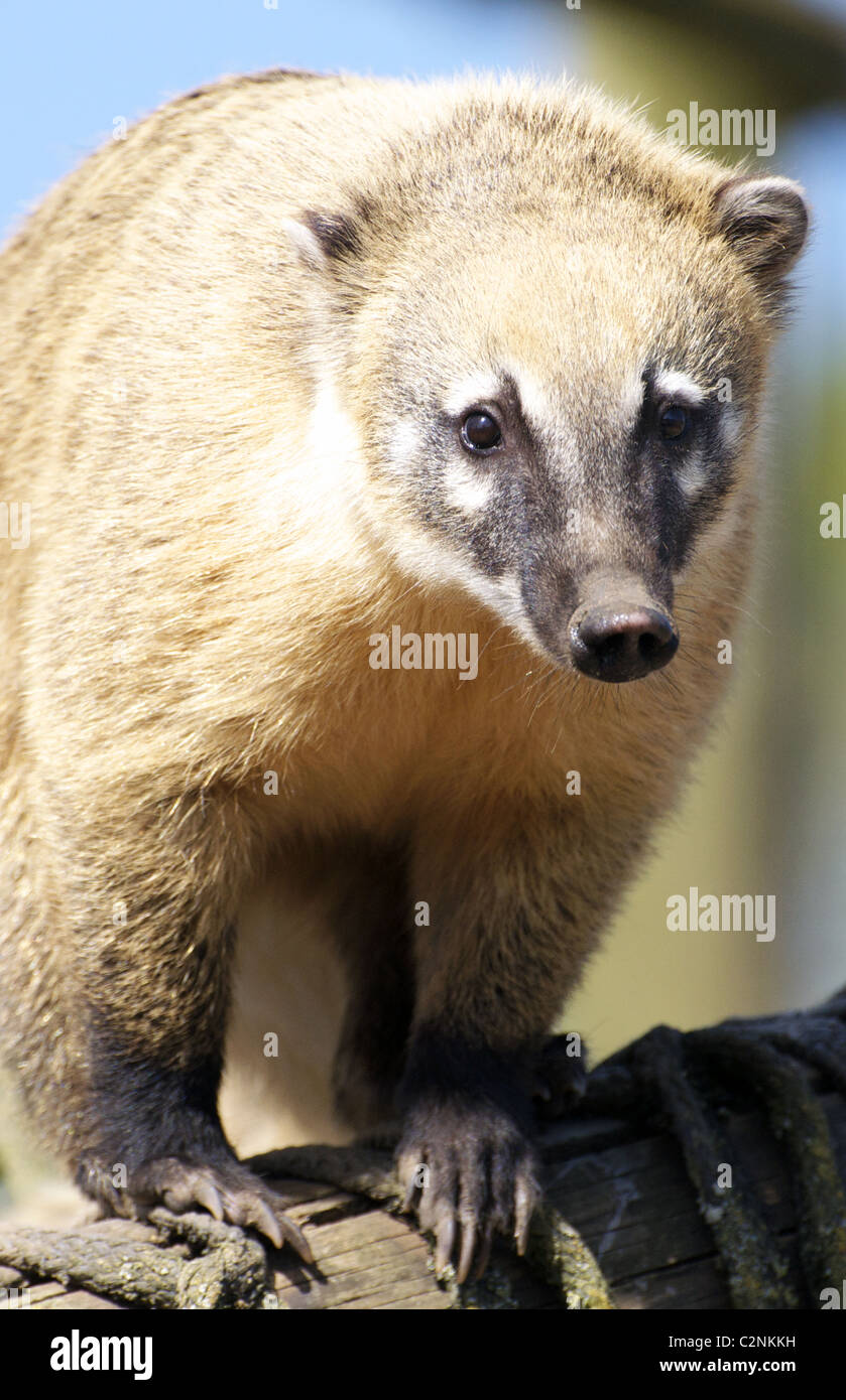 Ring-tailed coati looking towards camera Stock Photo - Alamy
