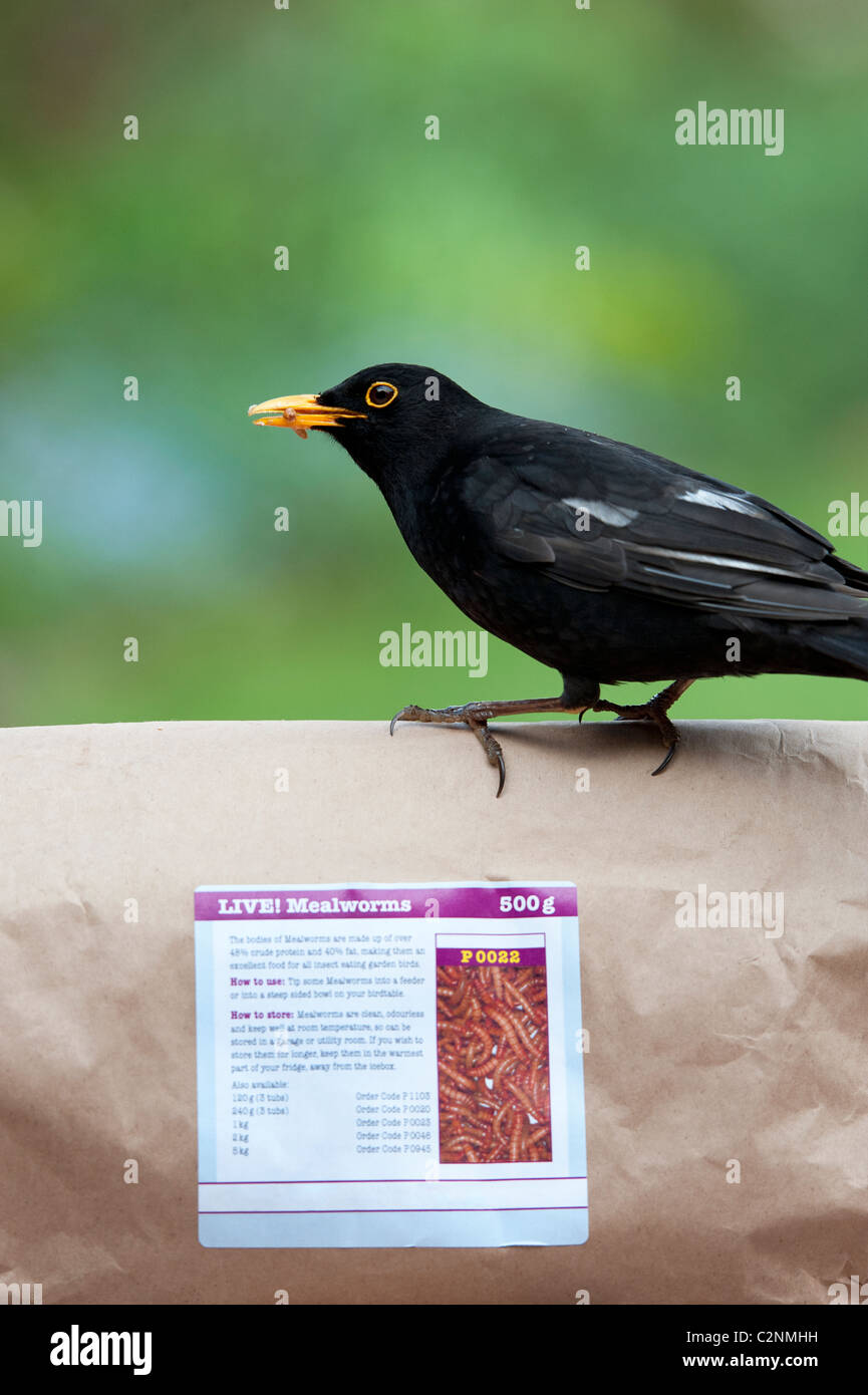 Blackbird with mealworms Stock Photo - Alamy