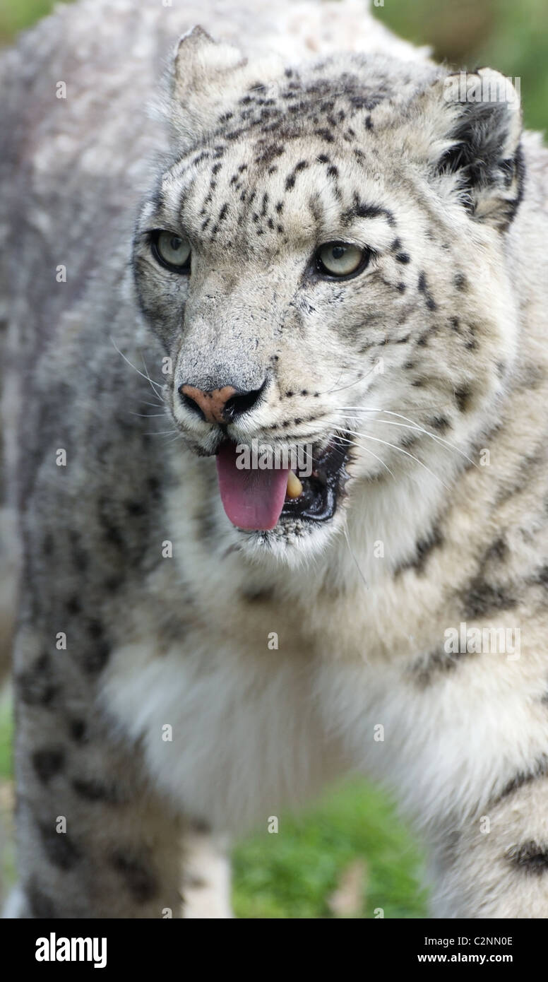 Female snow leopard Stock Photo - Alamy