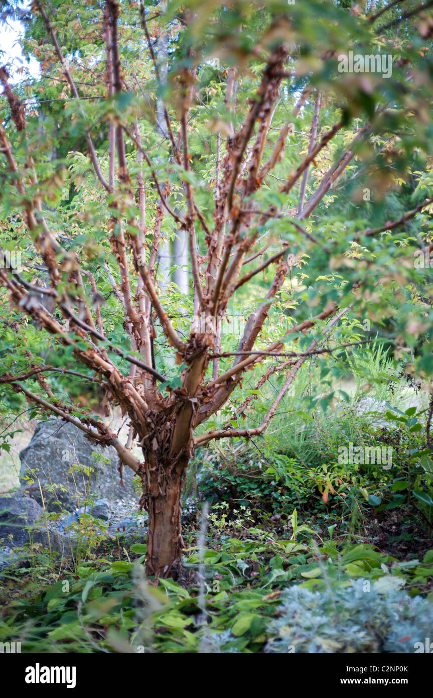 Griseum hi-res stock photography and images - Alamy