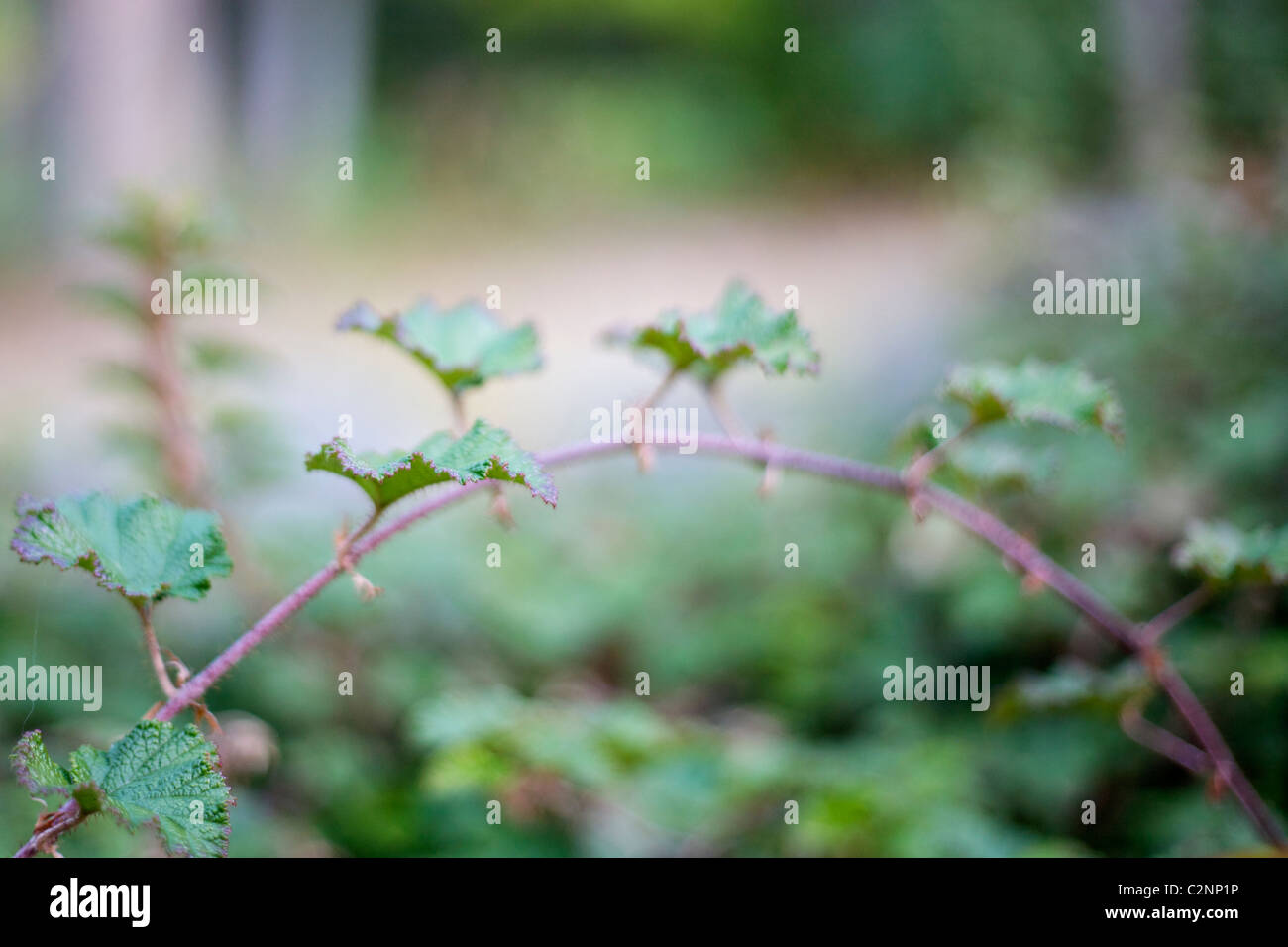 Formosan carpet hi-res stock photography and images - Alamy