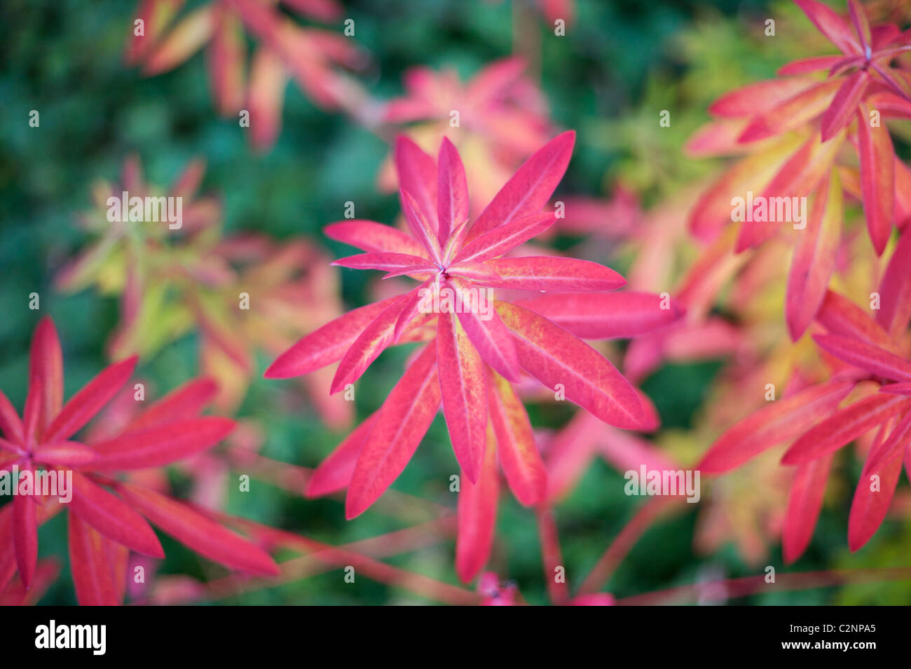 Euphorbia griffithii 'Fireglow' Stock Photo - Alamy