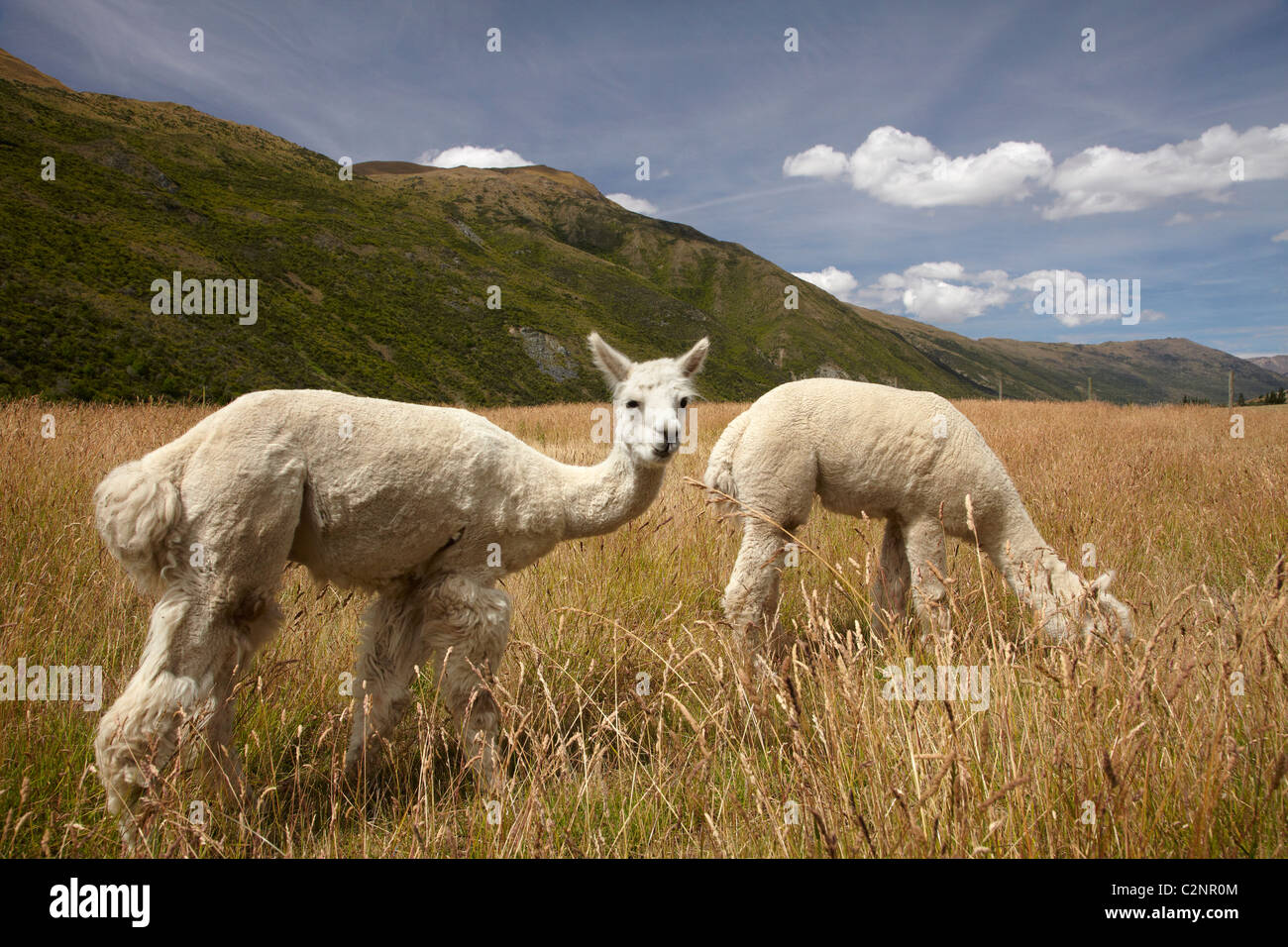 Gibbston river trail hi-res stock photography and images - Alamy