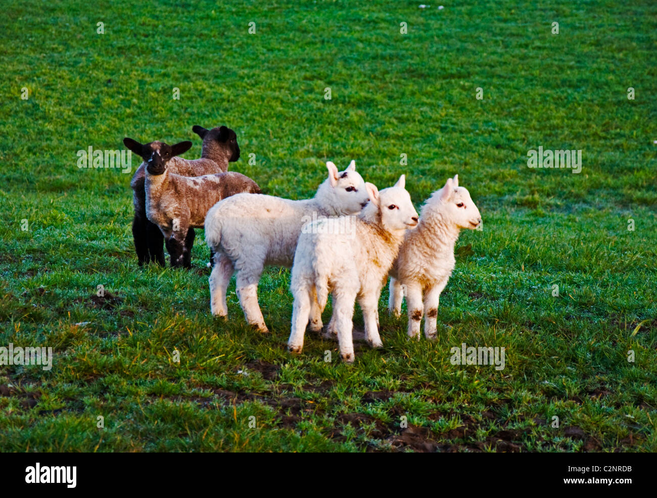 Spring lambs in a field Stock Photo - Alamy