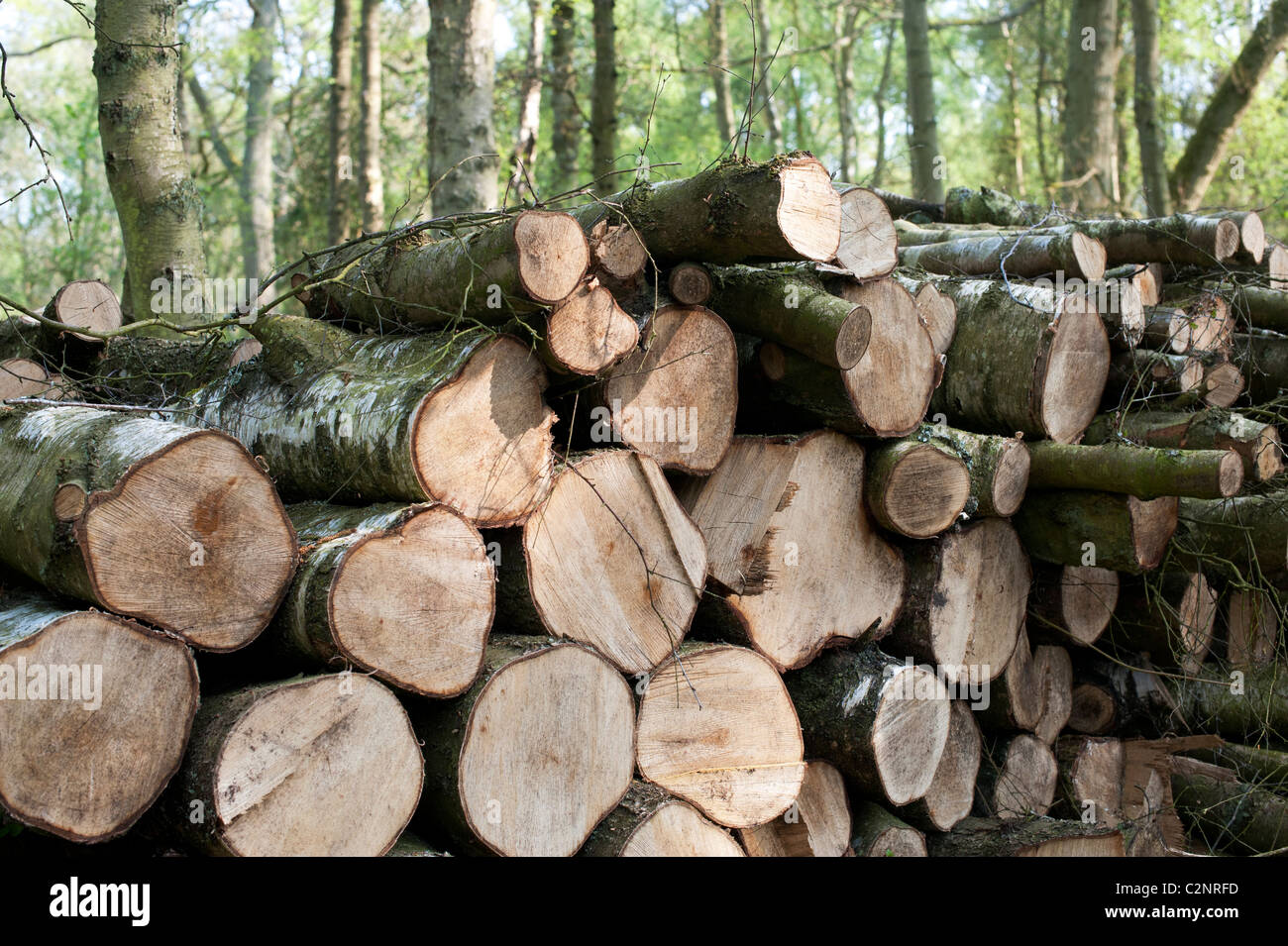 Insect habitat hi-res stock photography and images - Alamy