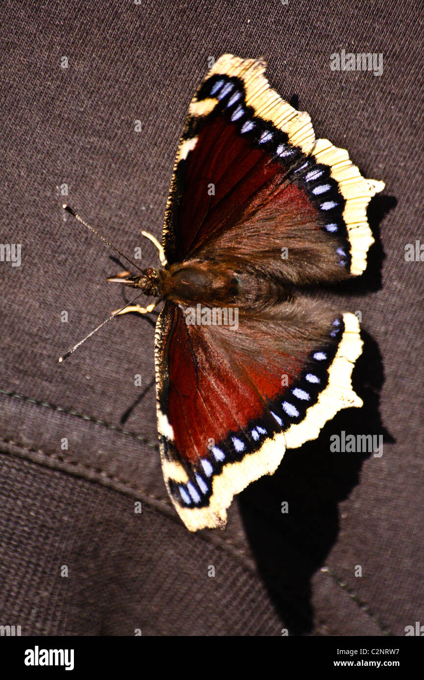 Montanas State Insect