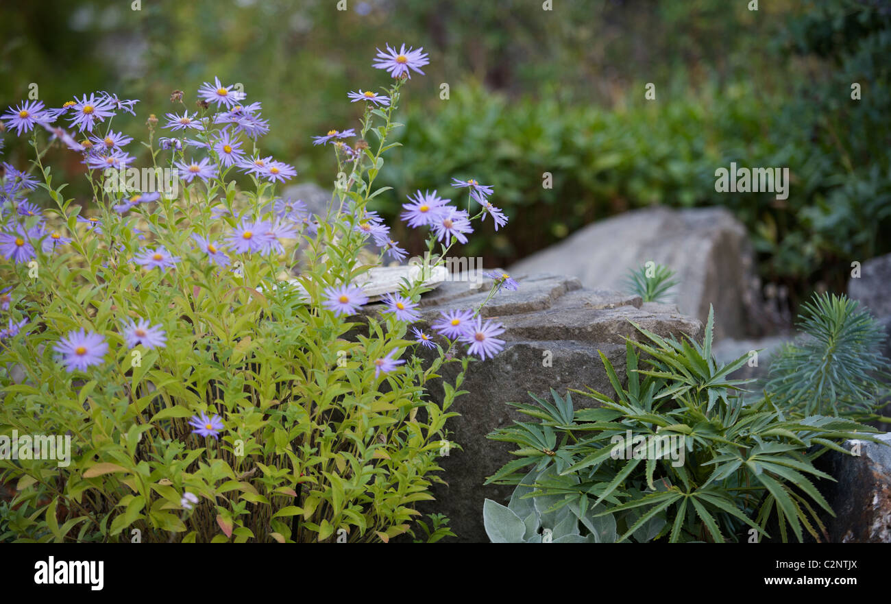 Aster monch garden hi-res stock photography and images - Alamy