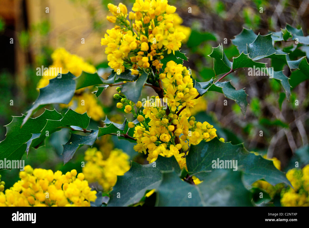 fragrant yellow flowers in spring Stock Photo - Alamy