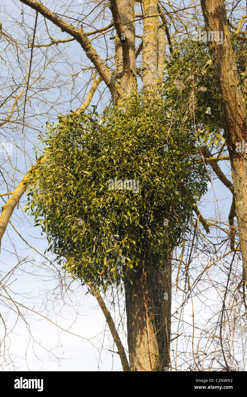 Mistletoe plants with white berries on a tree in winter Stock Photo - Alamy