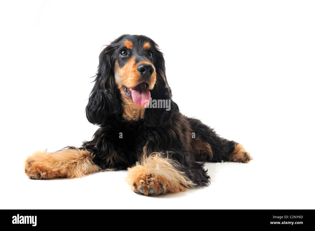 portrait of a purebred english cocker in a studio Stock Photo - Alamy