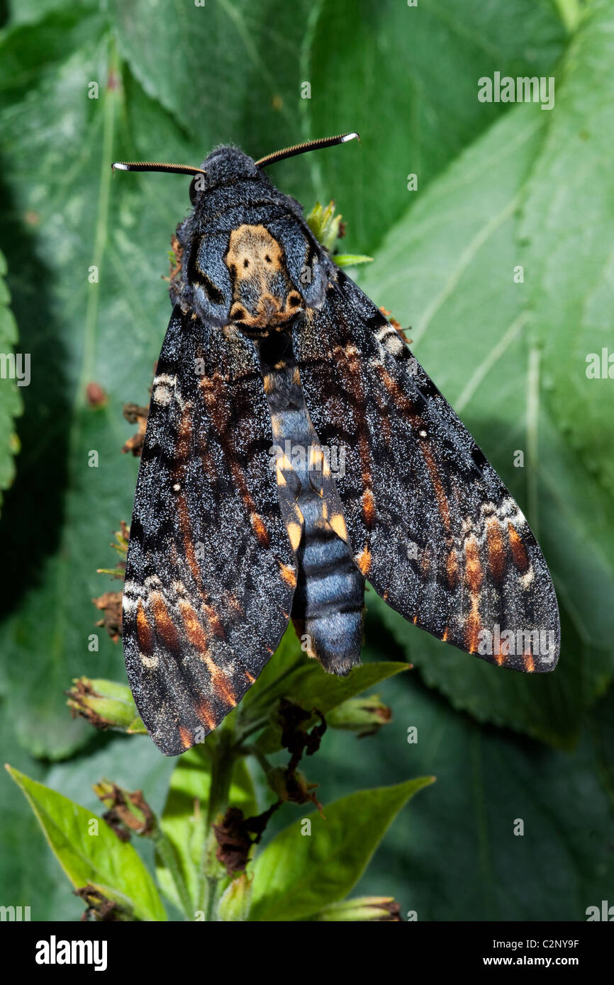 Death's-head Hawk-moth Acherontia atropos (controlled) on potato plant ...