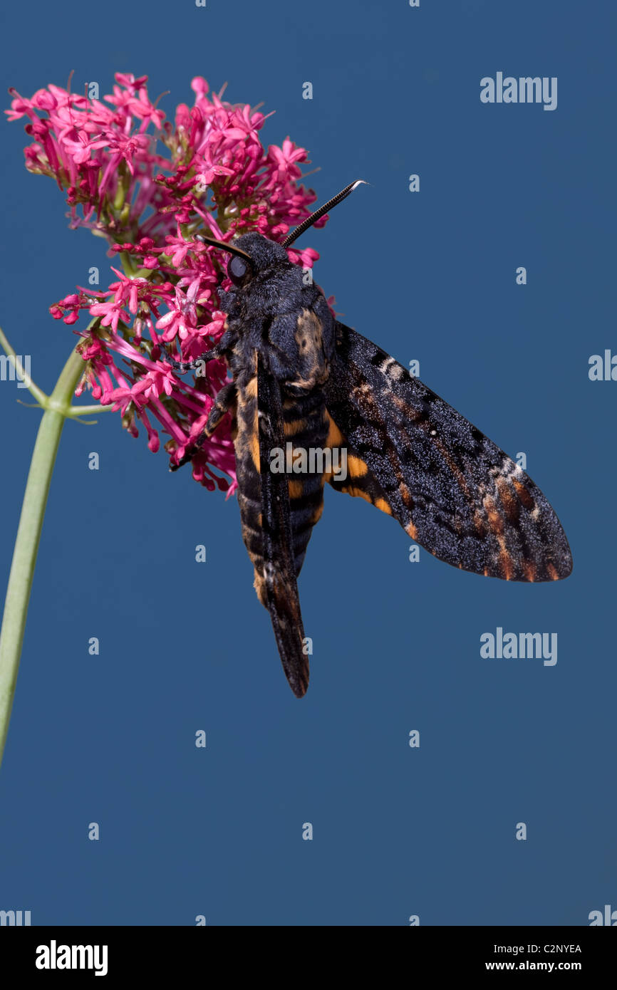 Deaths head hawk moth hi-res stock photography and images - Alamy