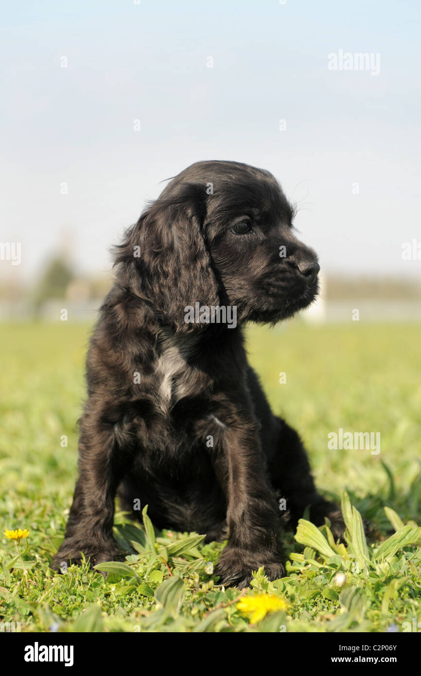portrait of a puppy purebred english cocker in a field Stock Photo - Alamy