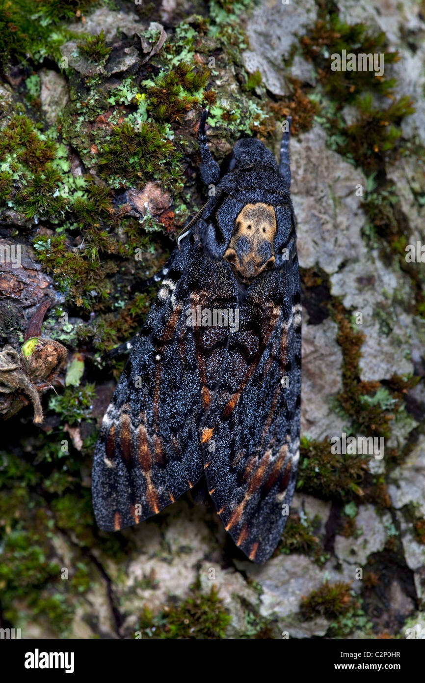 Deaths head hawk moth hi-res stock photography and images - Alamy