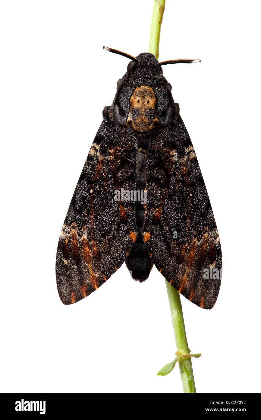 Death's-head Hawk-moth Acherontia atropos on white background ...