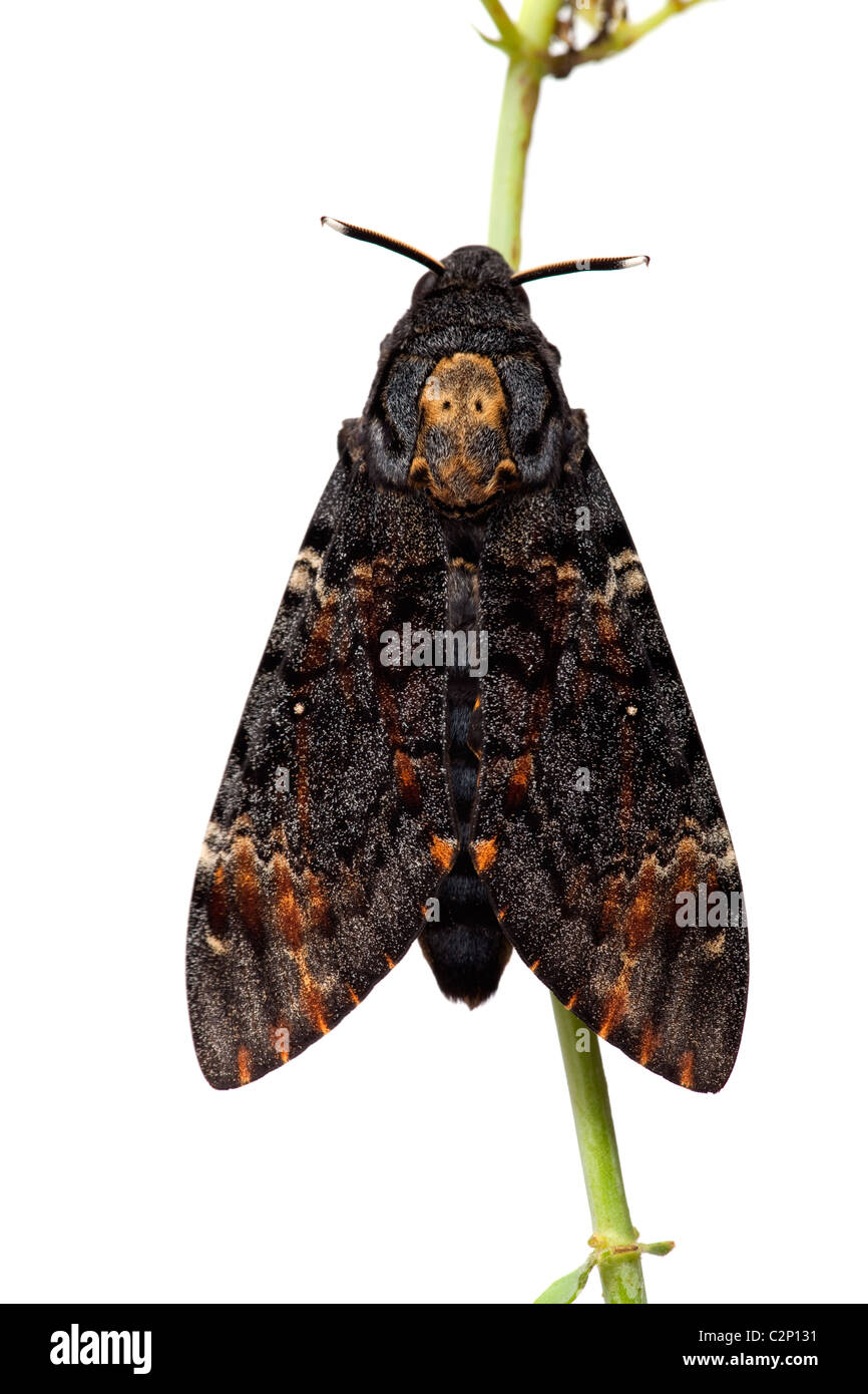 Silence Of The Lambs Moth Skull