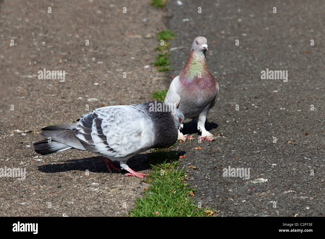 Male rock pigeon hi-res stock photography and images - Alamy