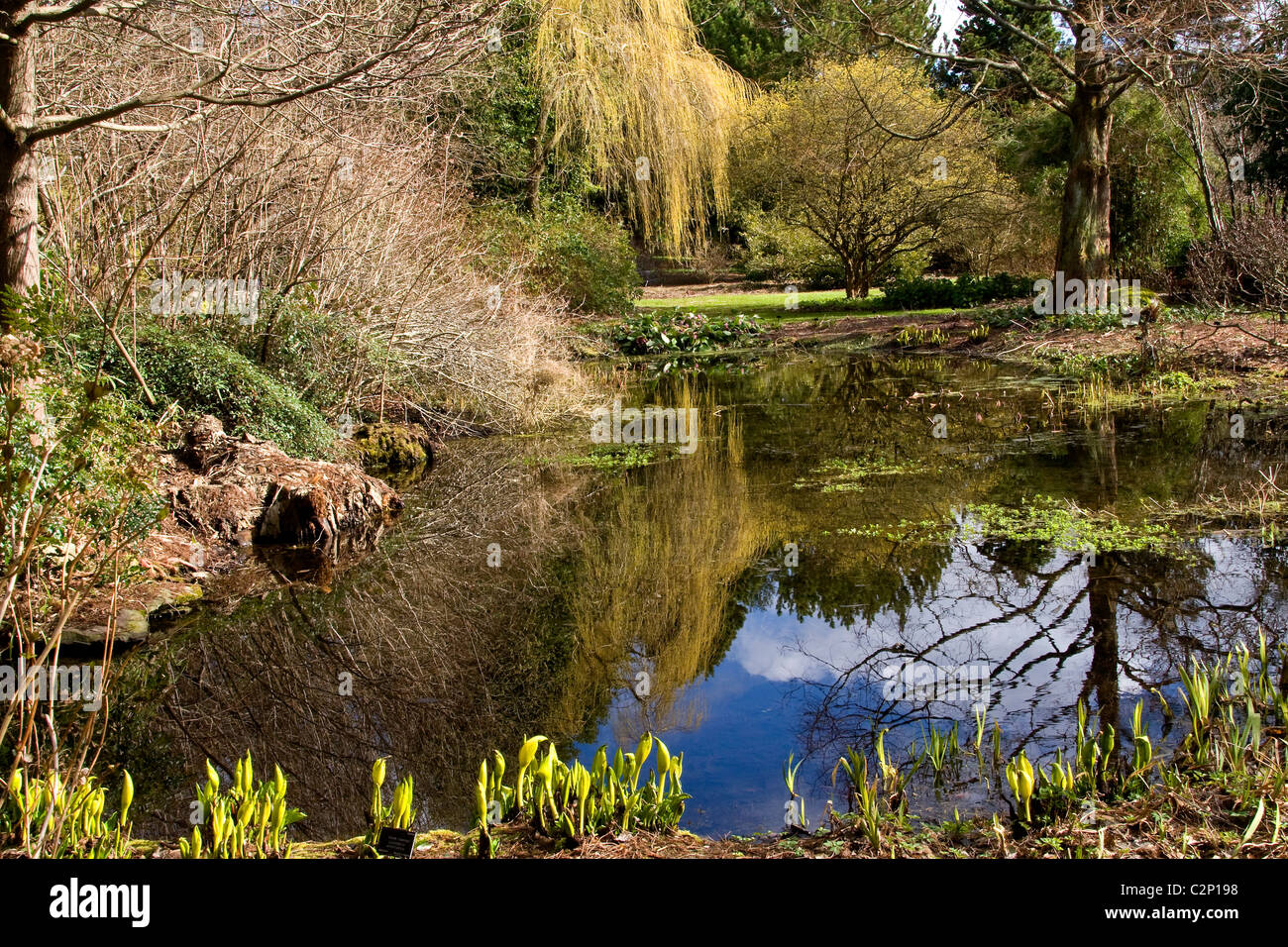 Reflections on a mall pond called Loch Machar at the Dundee Botanic ...