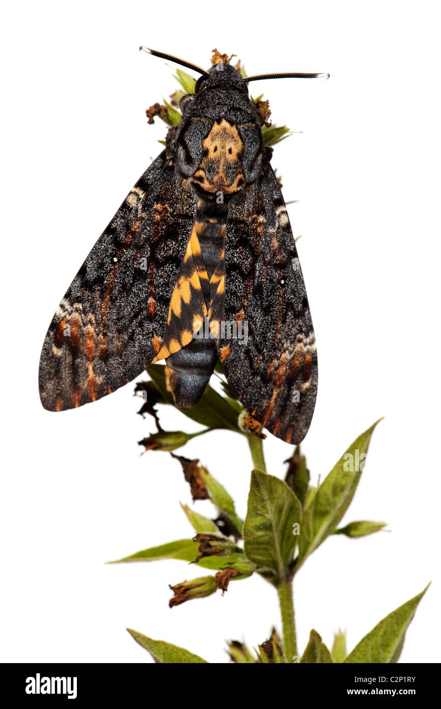 Acherontia Lachesis White