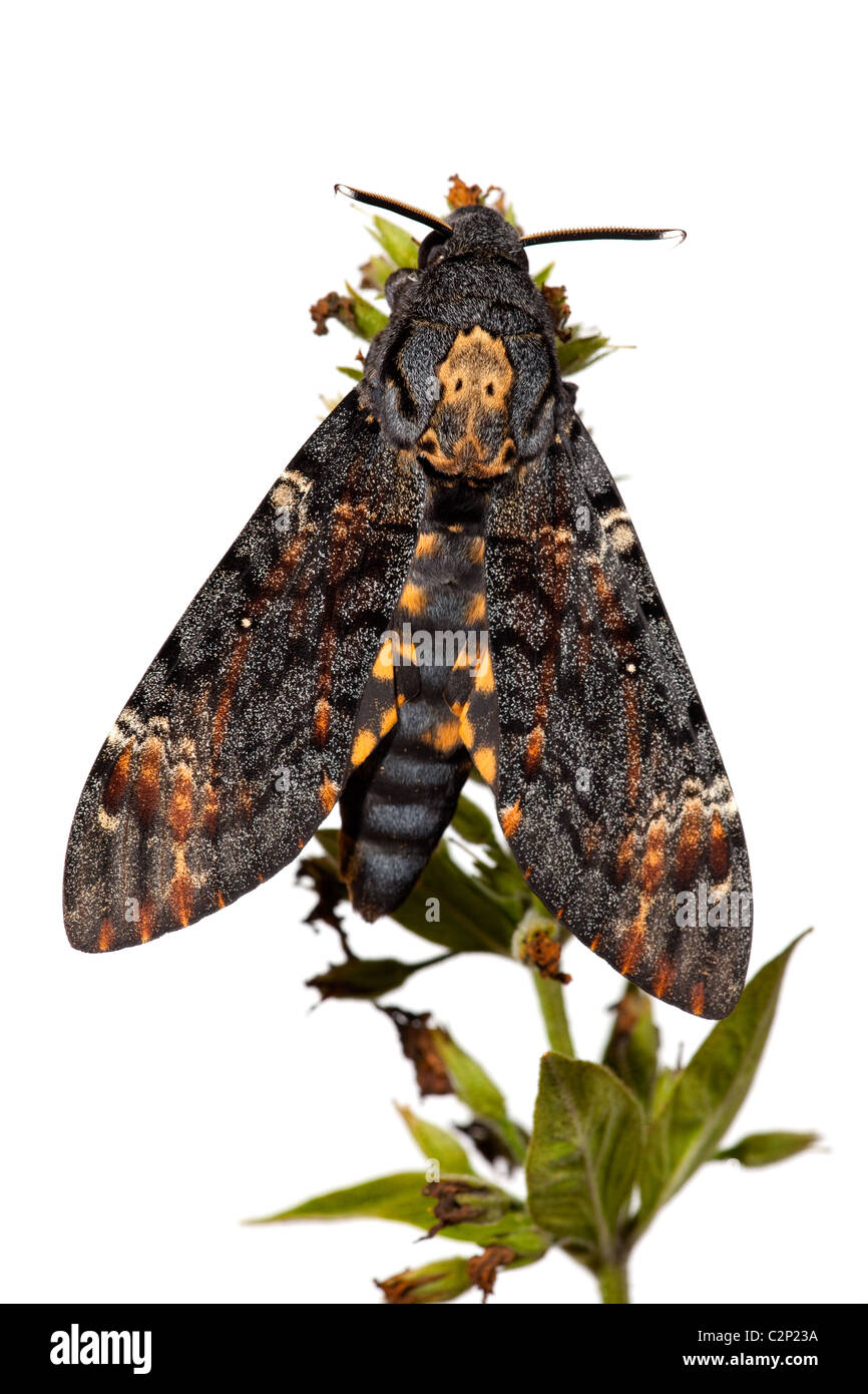 Death's Head Hawk Moth (acherontia Atropos X Death's Head Hawk Moth ...