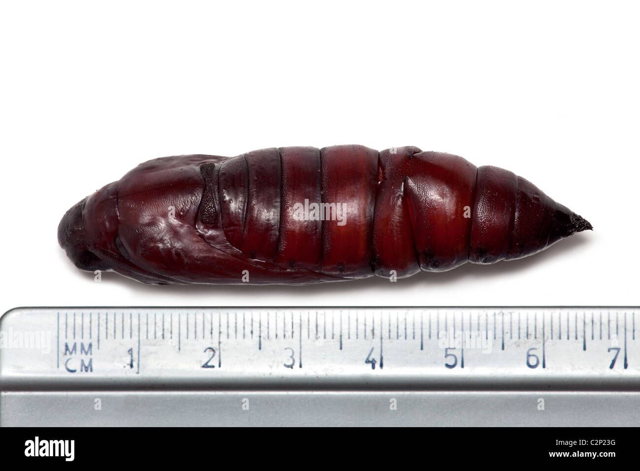 Death's-head Hawk-moth Acherontia atropos chrysalis next to ruler to ...