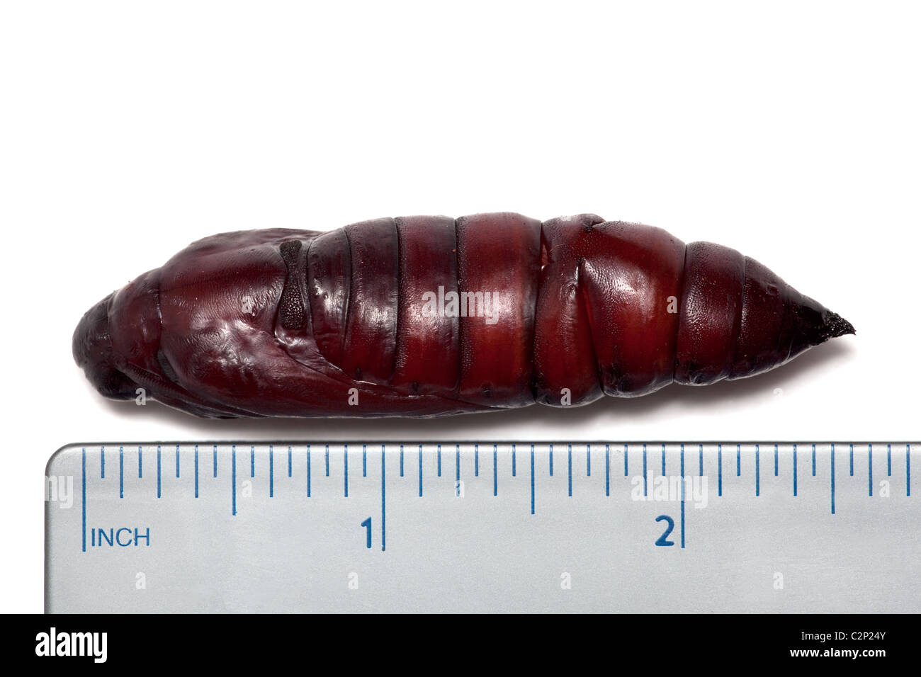 Death's-head Hawk-moth Acherontia atropos chrysalis next to ruler to ...