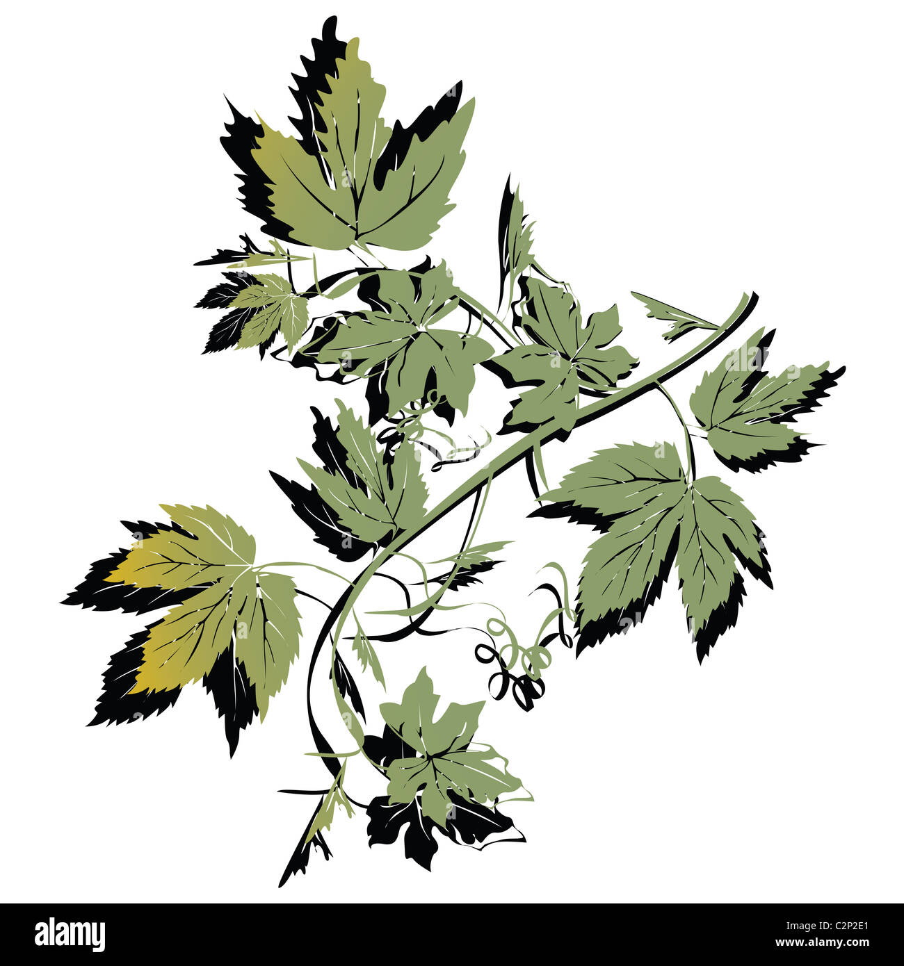 Grapewine hi-res stock photography and images - Alamy