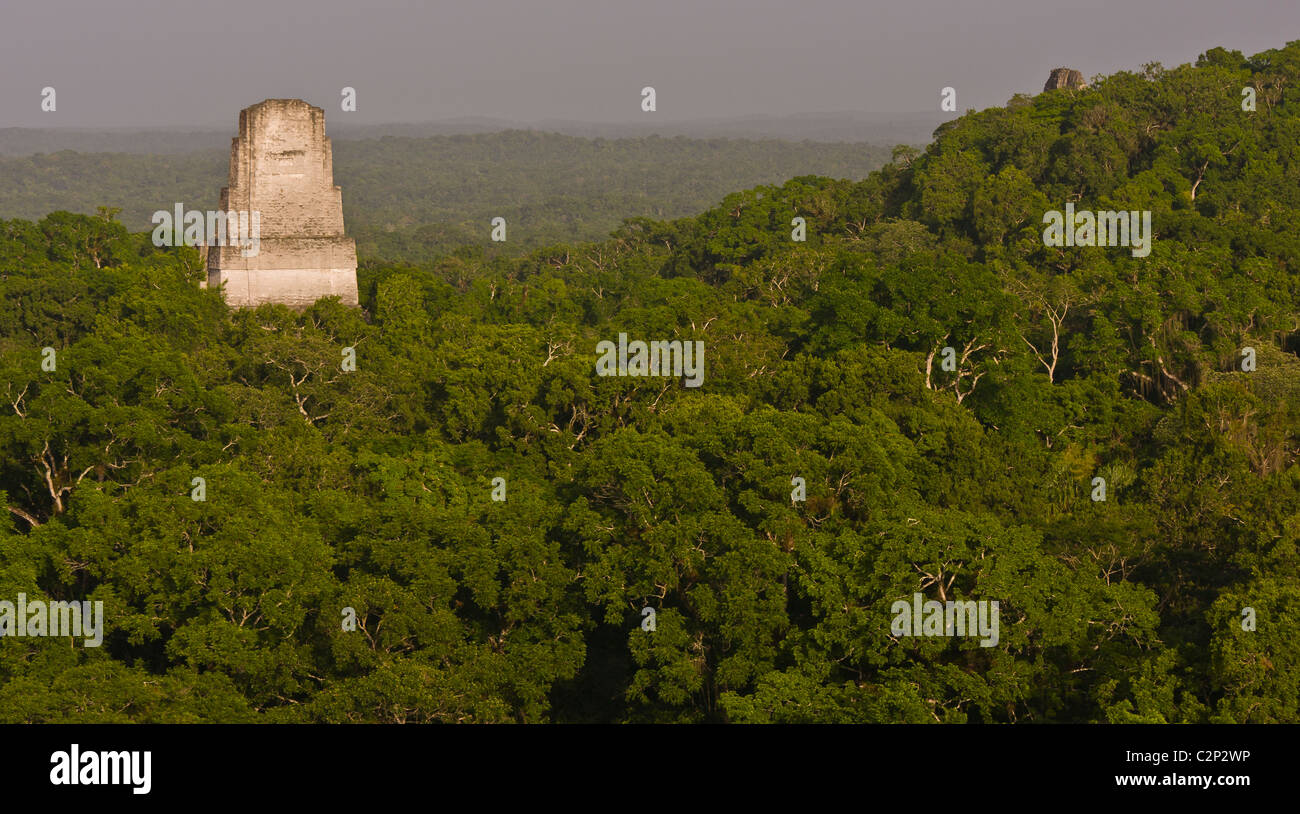 Tikal tree canopy hi-res stock photography and images - Alamy