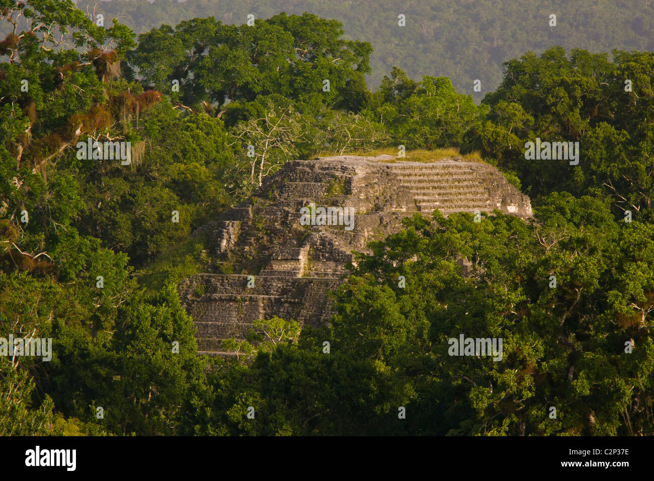 Tikal tree canopy hi-res stock photography and images - Alamy