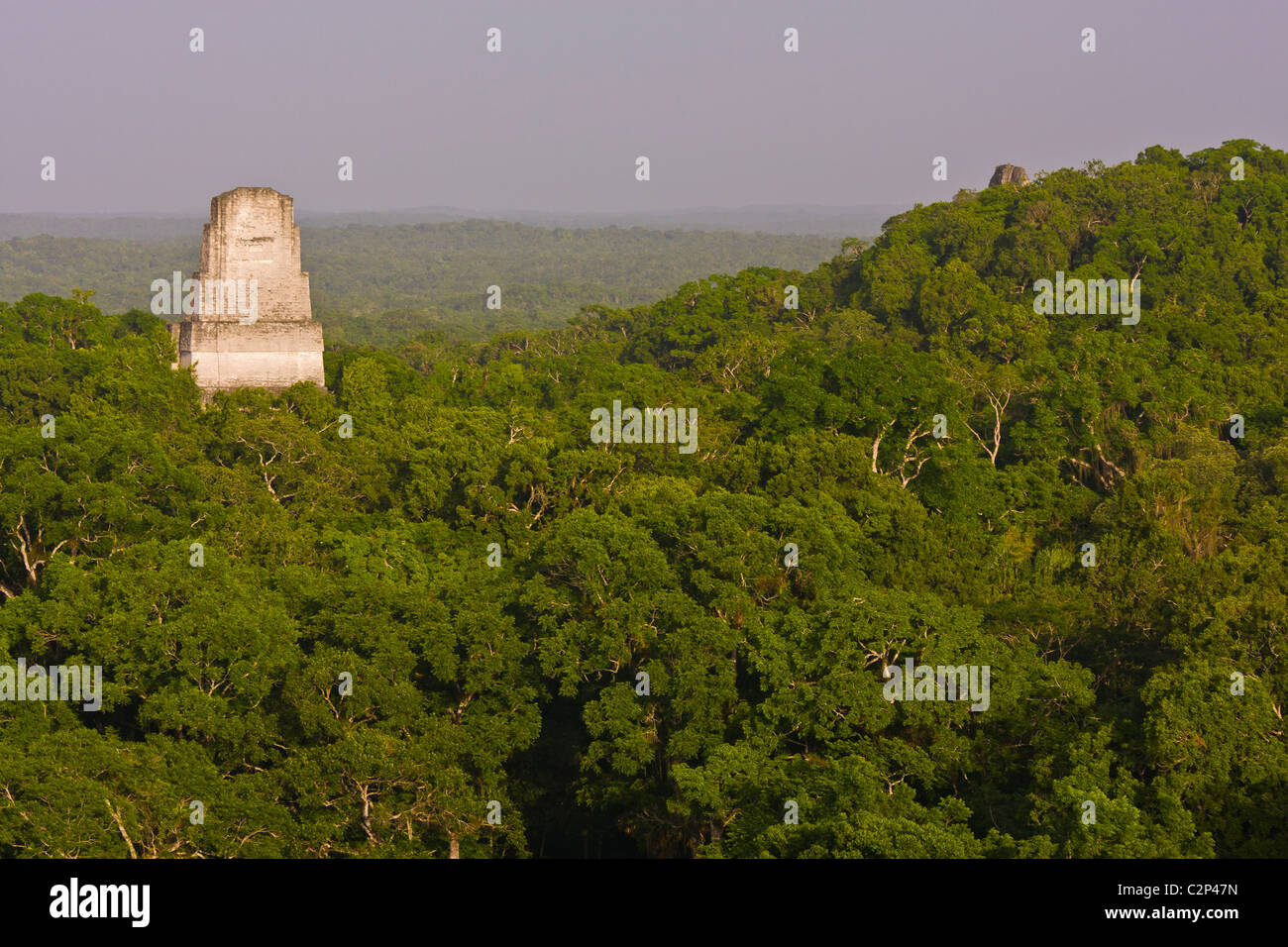 Tikal tree canopy hi-res stock photography and images - Alamy